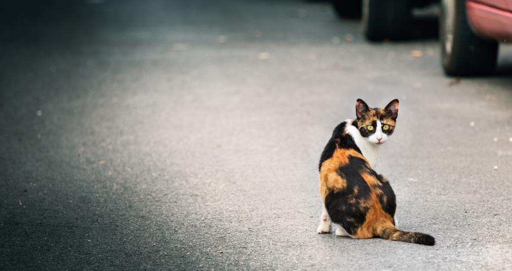 Comment aider les chats errants sur les aires d'autoroute ? | APRR AREA
